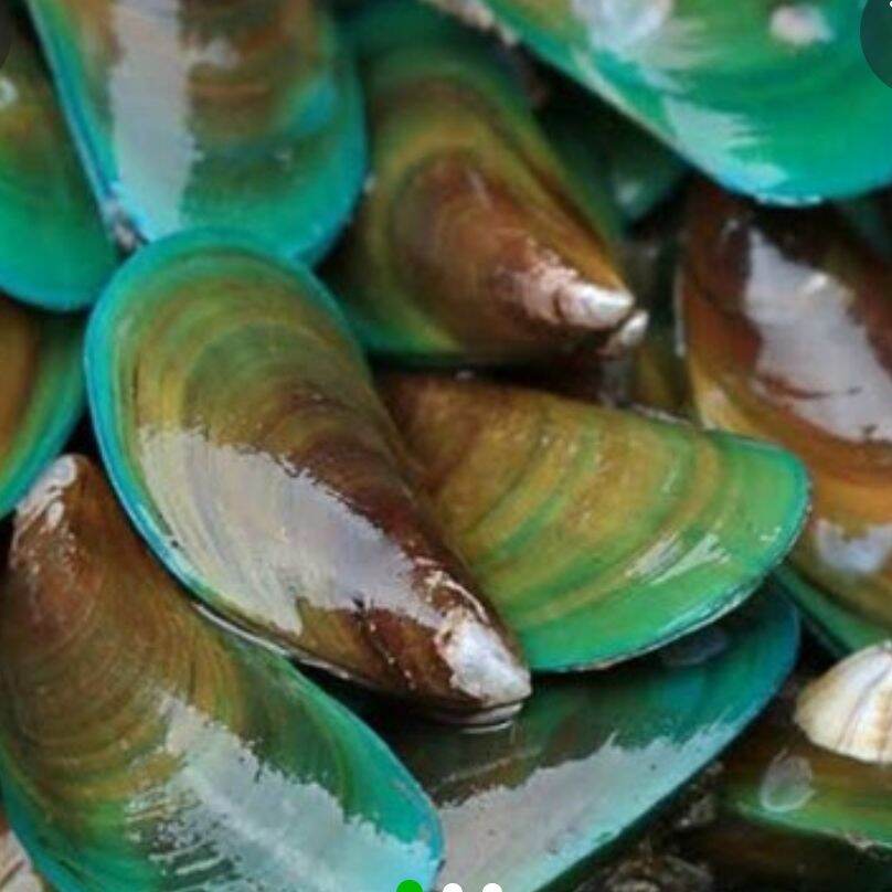 Kerang Hijau 500 gram frozen | Lazada Indonesia