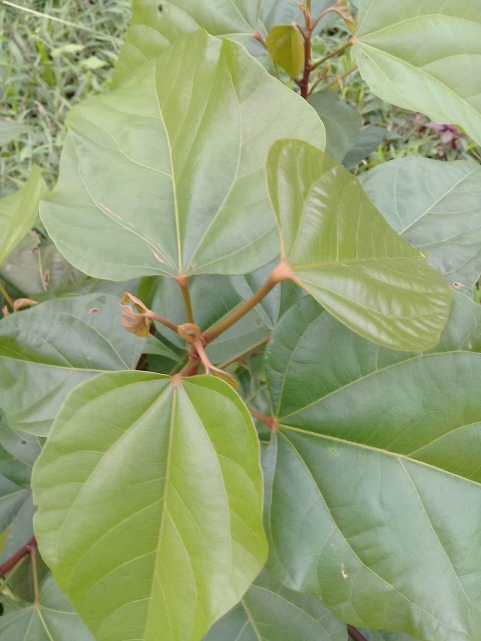 daun kesumba keling atau daun galinggem segar 500gram | Lazada Indonesia