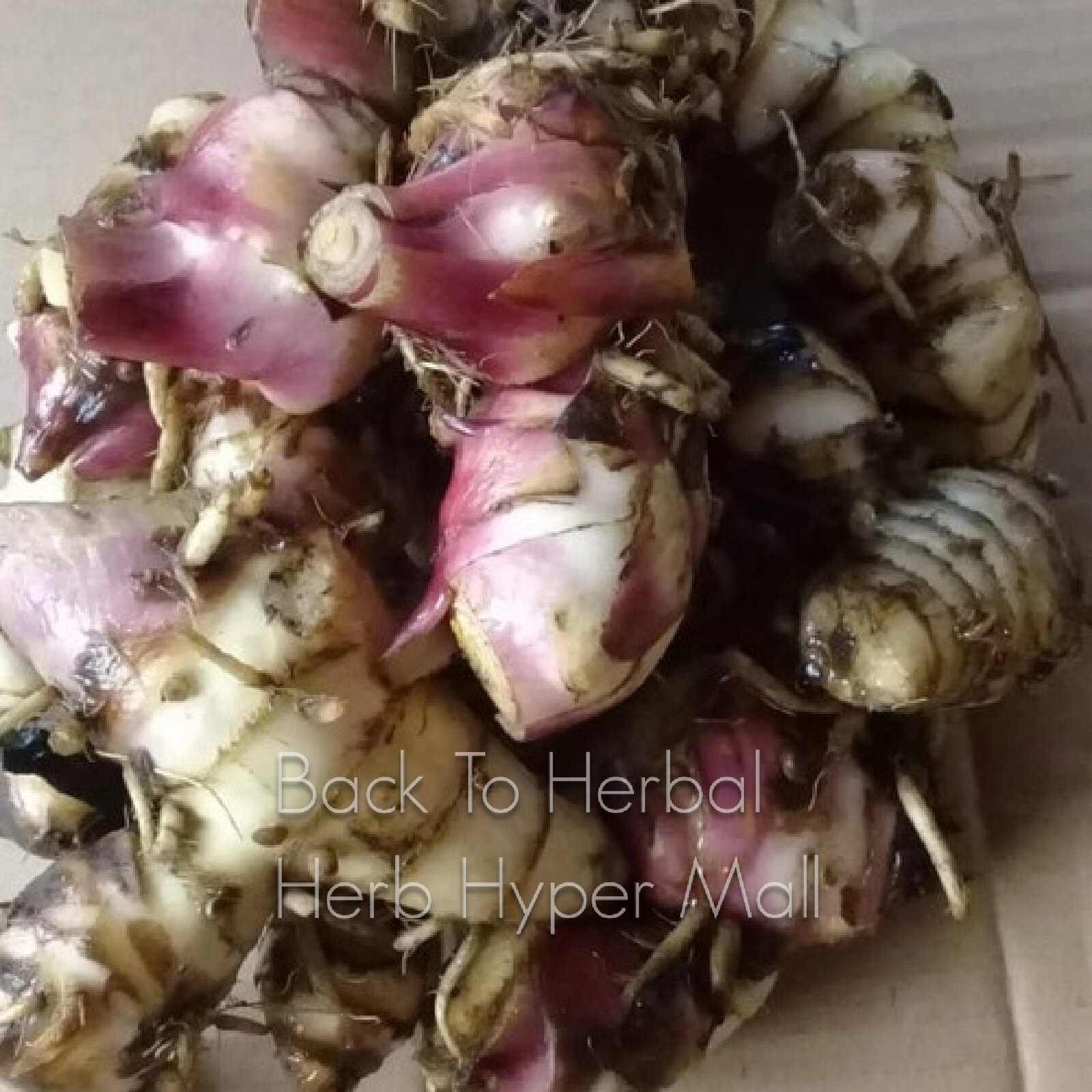 UMBI GANYONG MERAH ORGANIK 1KG | Lazada Indonesia