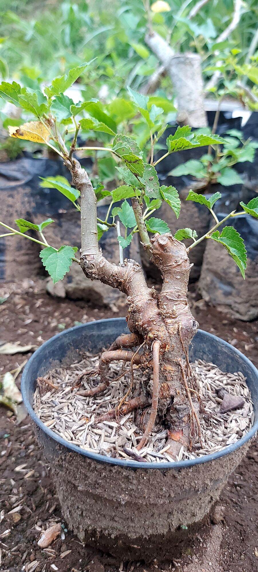 bonsai murbei | Lazada Indonesia