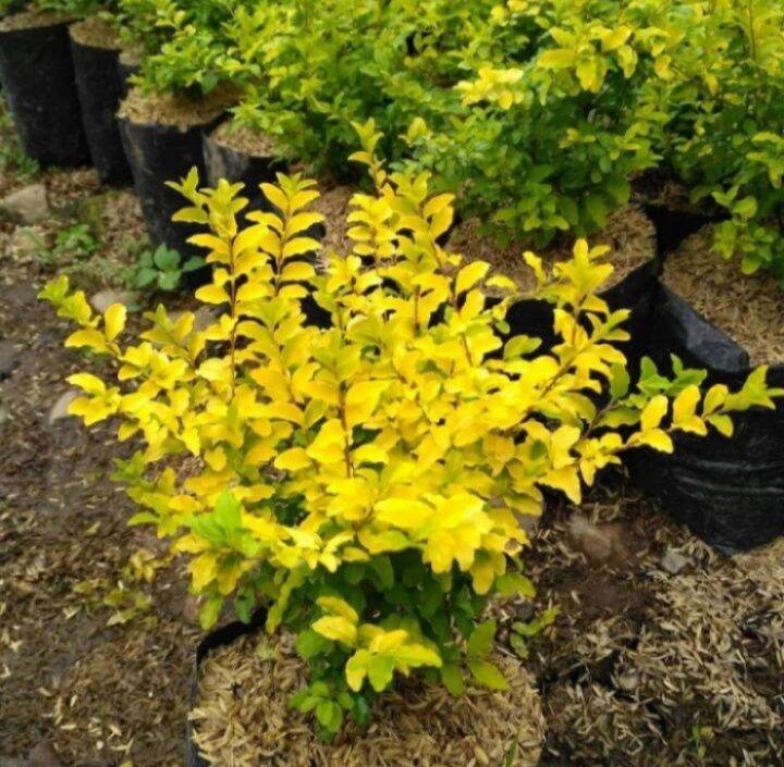 Pohon Legistrum Kuning Tanaman Hias Bibit Bonsai Pohon Legistrum ...