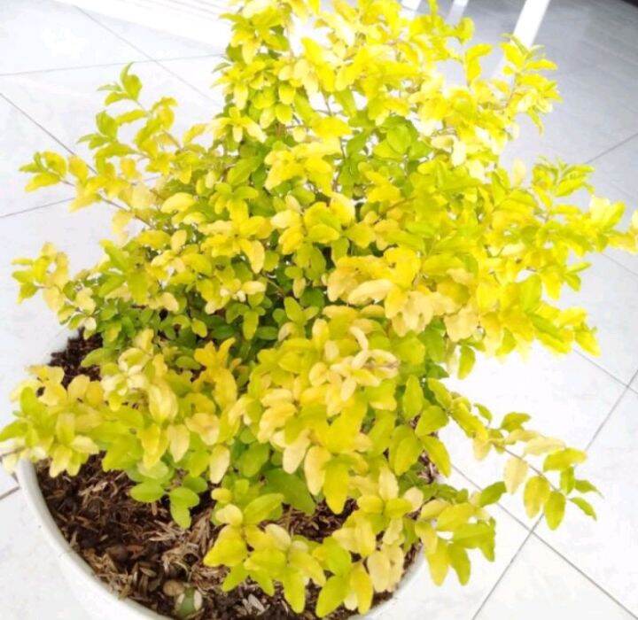 tanaman legistrum daun kuning cerah | Lazada Indonesia