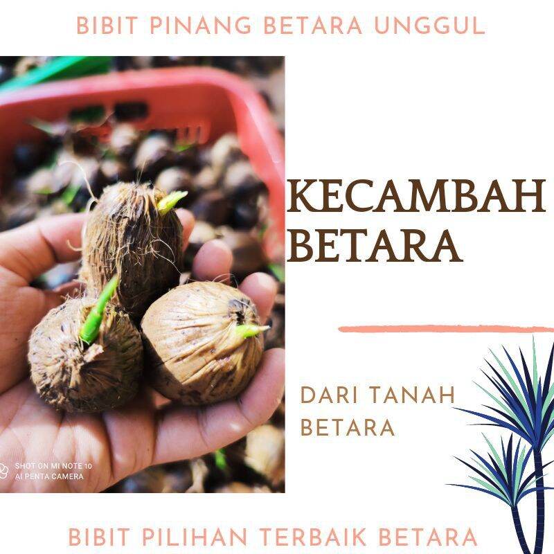 Kecambah pinang batara super unggul | Lazada Indonesia