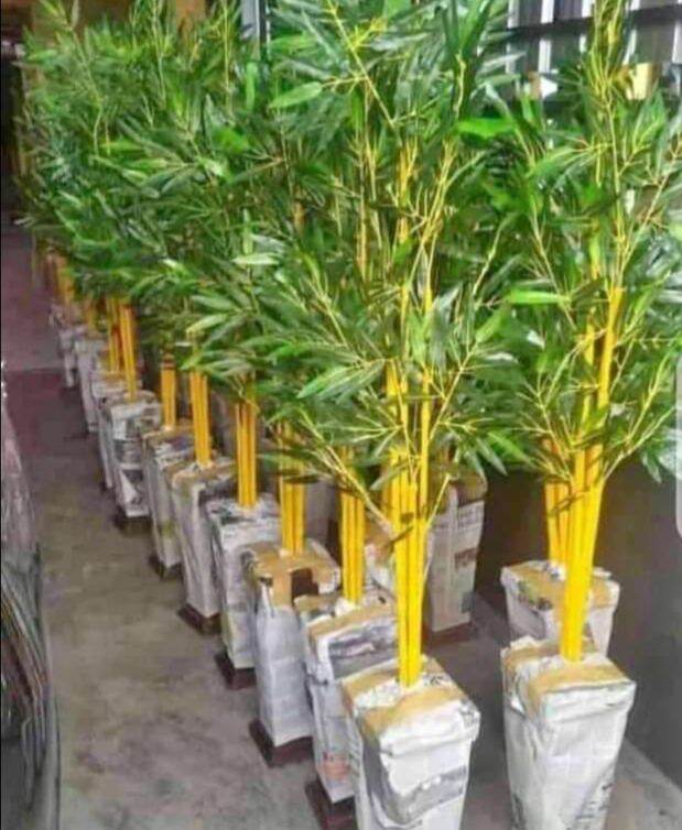 tanaman hias bambu kuning/stek batang | Lazada Indonesia