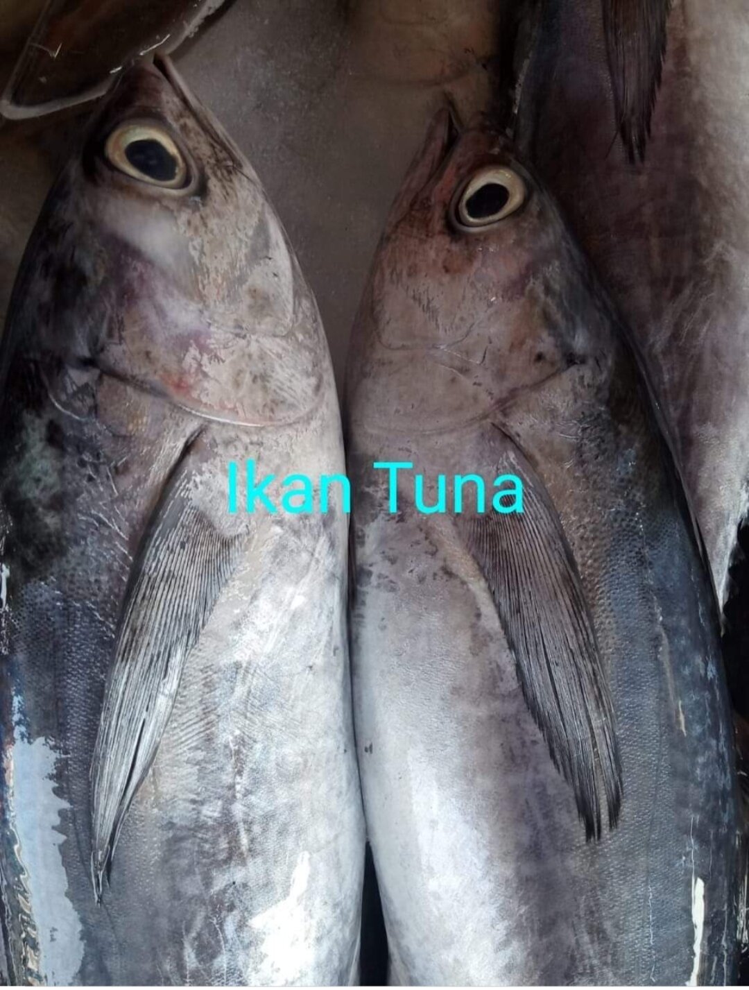 ikan laut segar | Lazada Indonesia