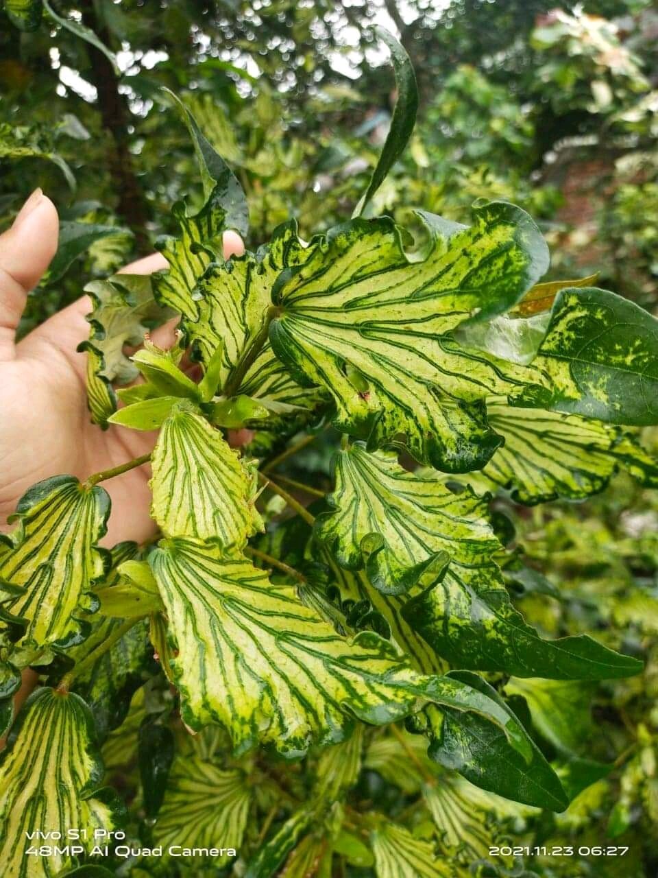 waru wayang | waru wayang murah hasil | Lazada Indonesia