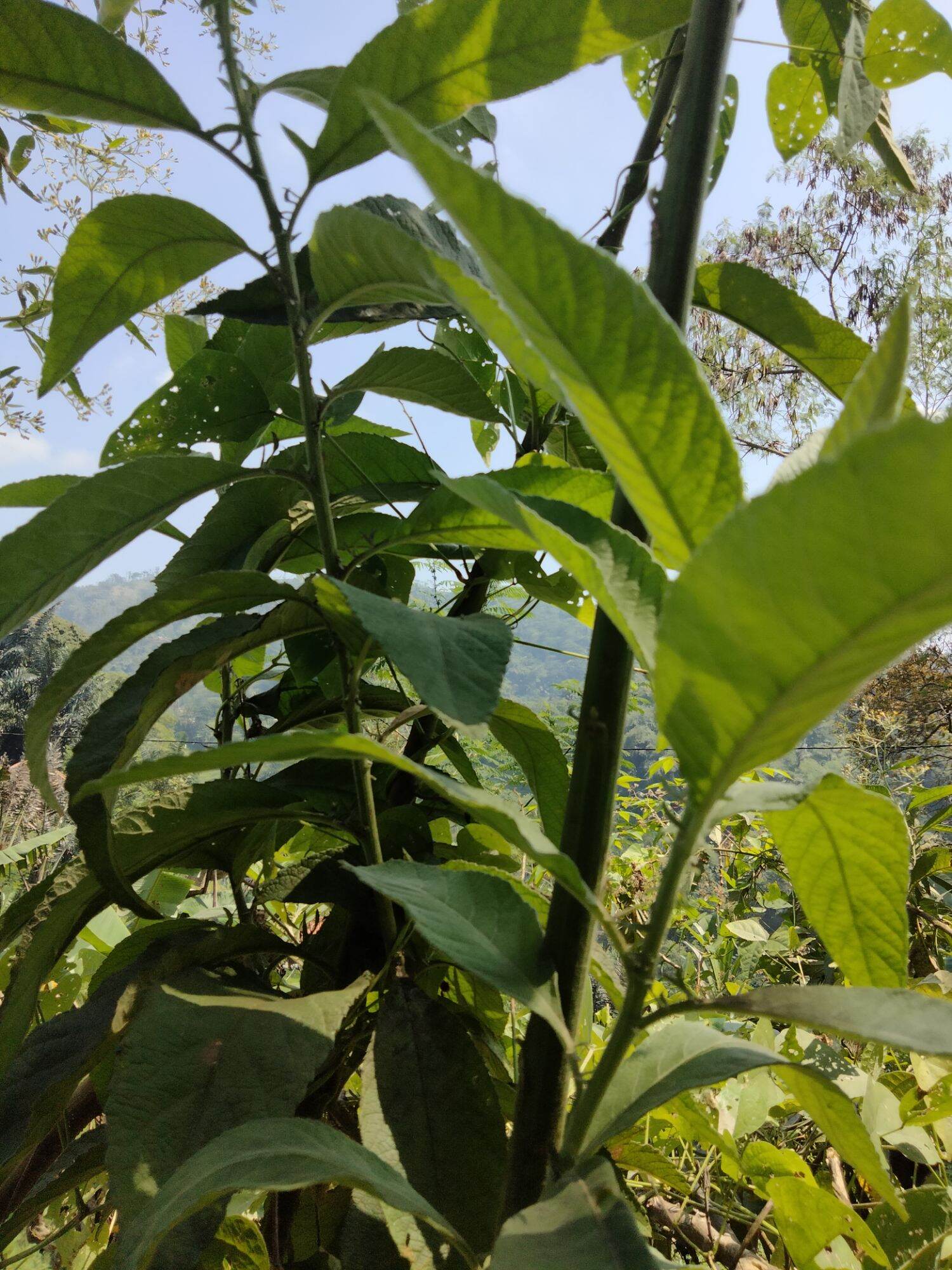 jual daun sembung segar 500 gram atau daun aprika | Lazada Indonesia