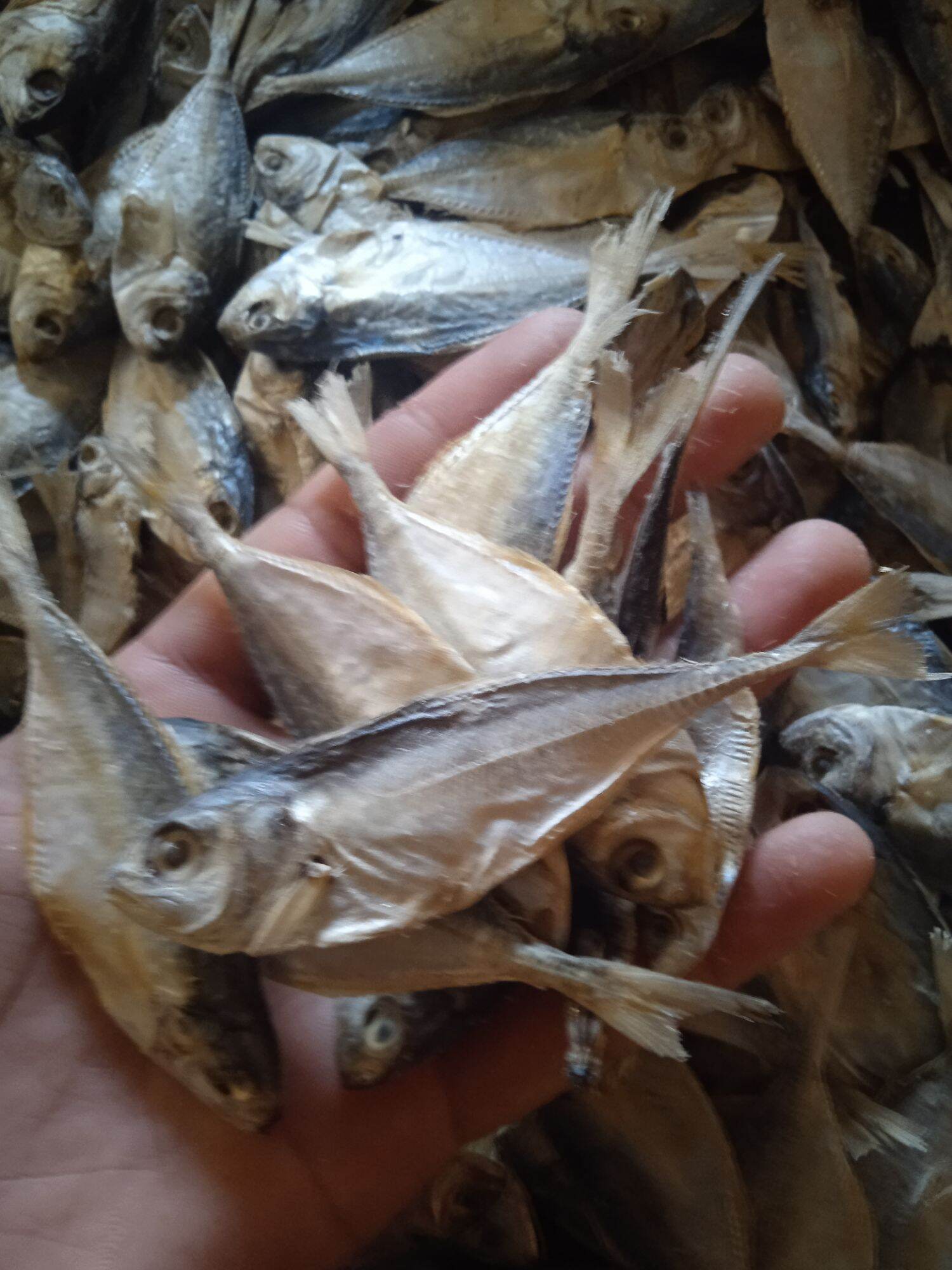 ikan asin juwi kecil gurih GERIH JIWI SEGAR 500 gram | Lazada Indonesia