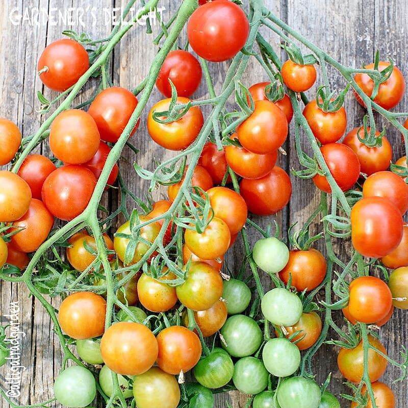 Tomat Rampai Fresh Organik 500 gram | Lazada Indonesia