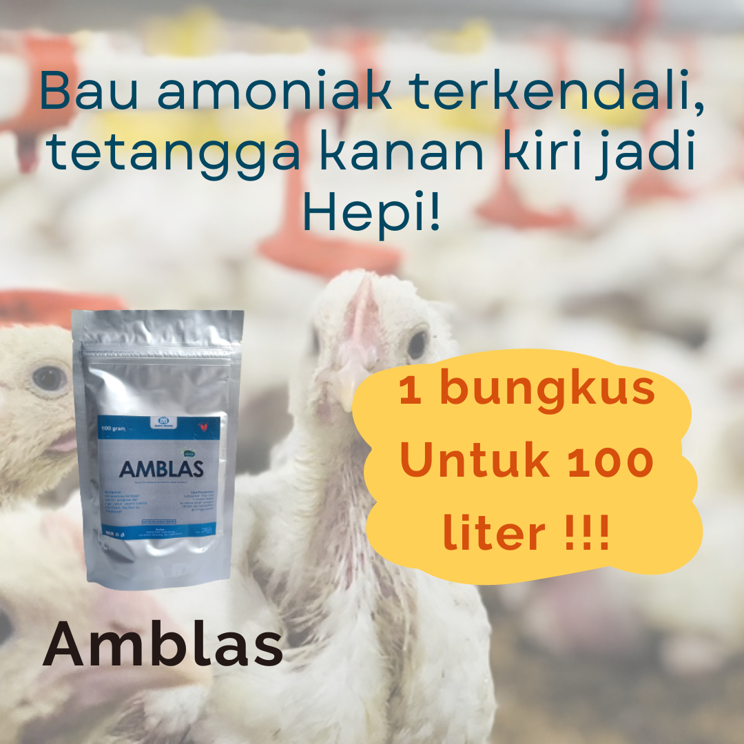 Bubuk penghilang bau amoniak amonia kandang ayam, kambing, sapi, dan pengering sekam - AMBLAS ...