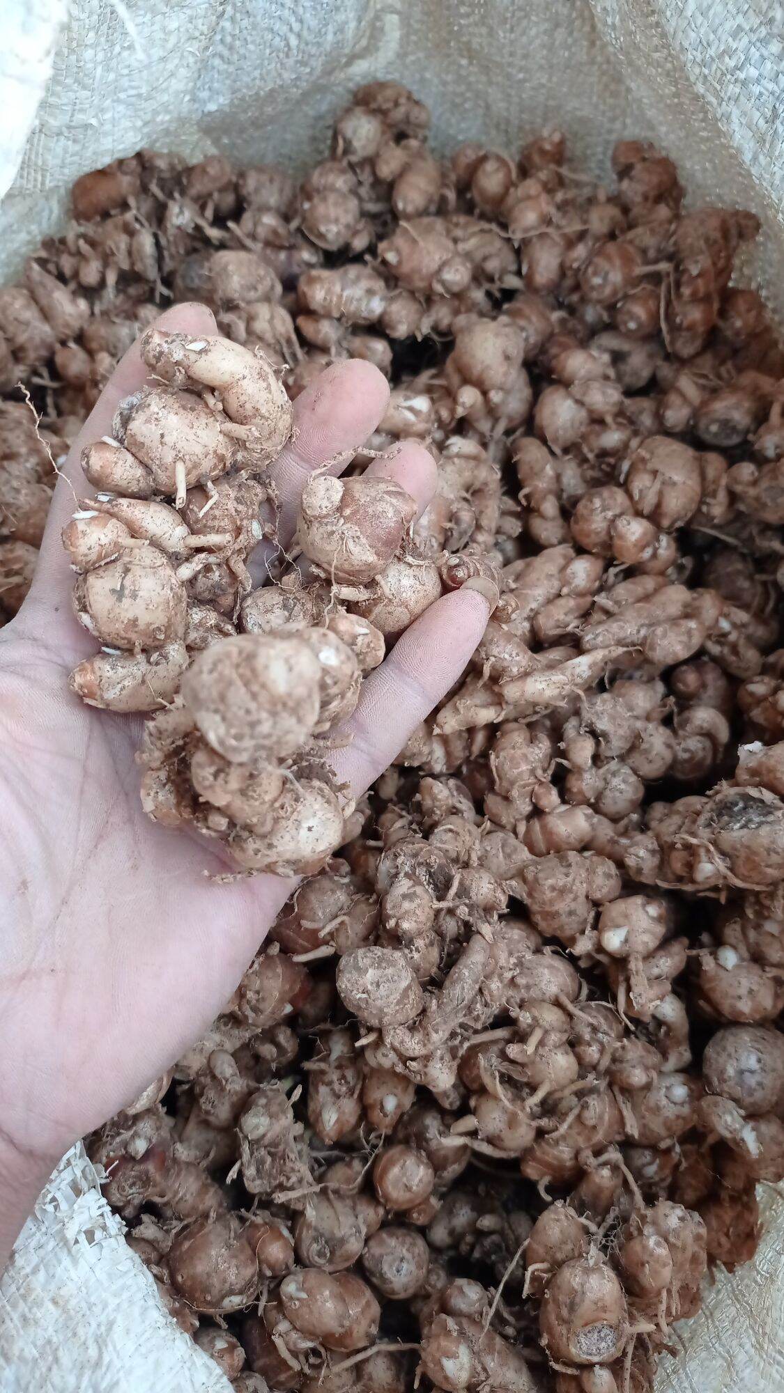 ( 1kg ) KENCUR SEGAR/CIKUR SUPER KENCUR SEGAR WANGI PEDAS !! rasa ...