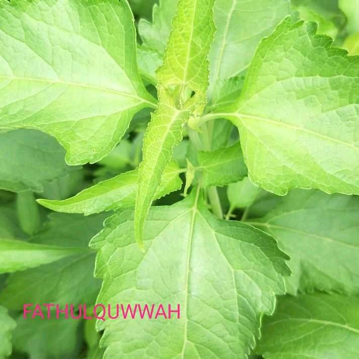 Tanaman Herbal Daun Kirinyuh / CHROMOLAENA ODORATA 1 kg | Lazada Indonesia