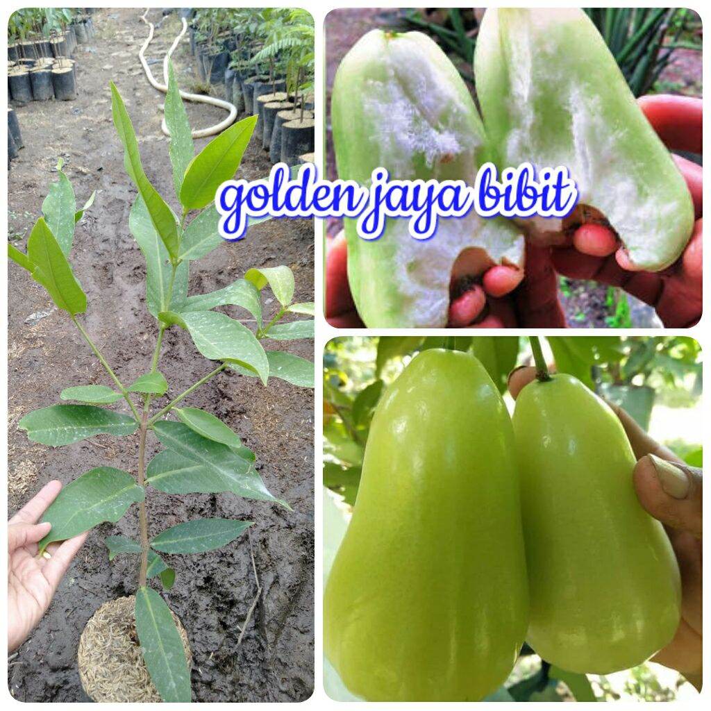 bibit tanaman jambu air super green giant bangkok | Lazada Indonesia