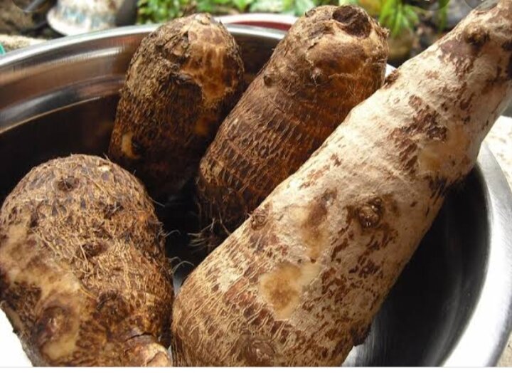 TALAS KIMPUL,MBOTE PULEN,KHAS BOGOR,SEGAR 1.kg | Lazada Indonesia