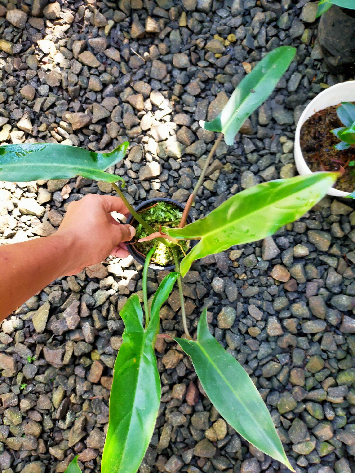 Philodendron Mexicanum / Tanaman Philo Mexicanum | Lazada Indonesia