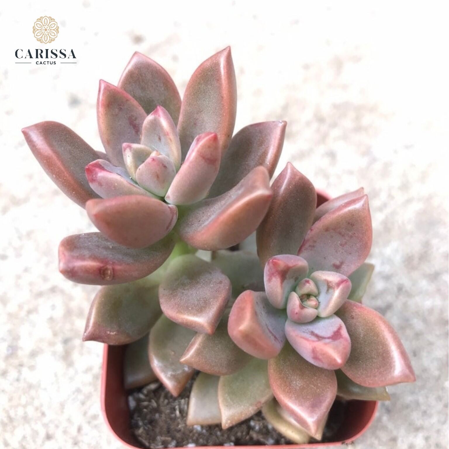 CARISSA CACTUS | Bunga kaktus hidup sekulen Graptopetalum Paraguayense ...