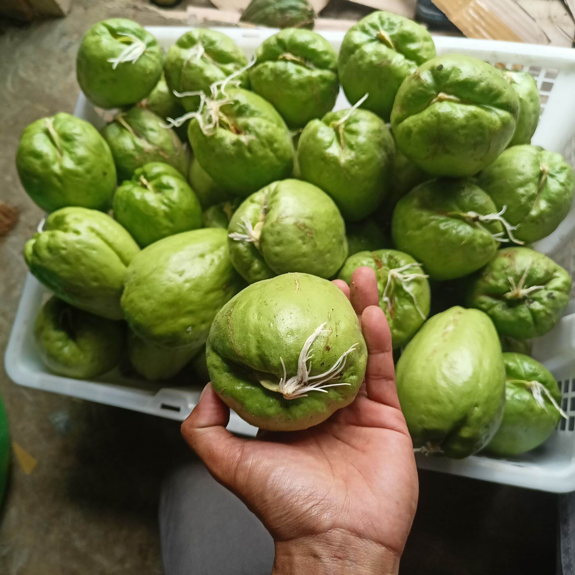 BIBIT LABU SIAM ANGGUR / LABU JEPANG / LABU PEKON / GAMBAS JENIS ANGGUR ...