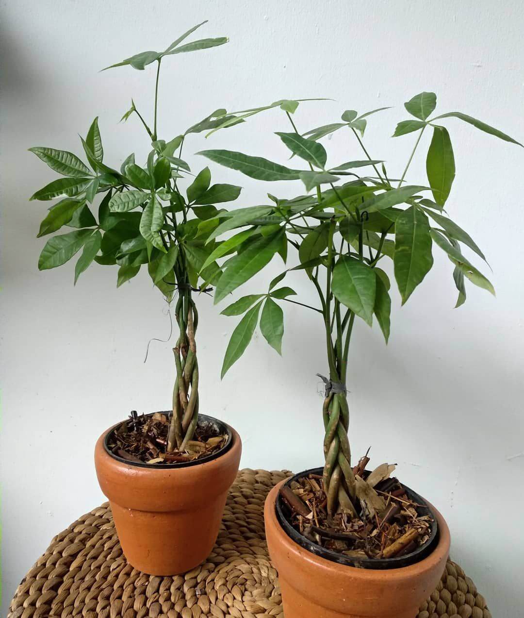 Bunga Pachira Kepang 3 / Bunga Pacira / Tanaman Hias Pachira / Bunga ...