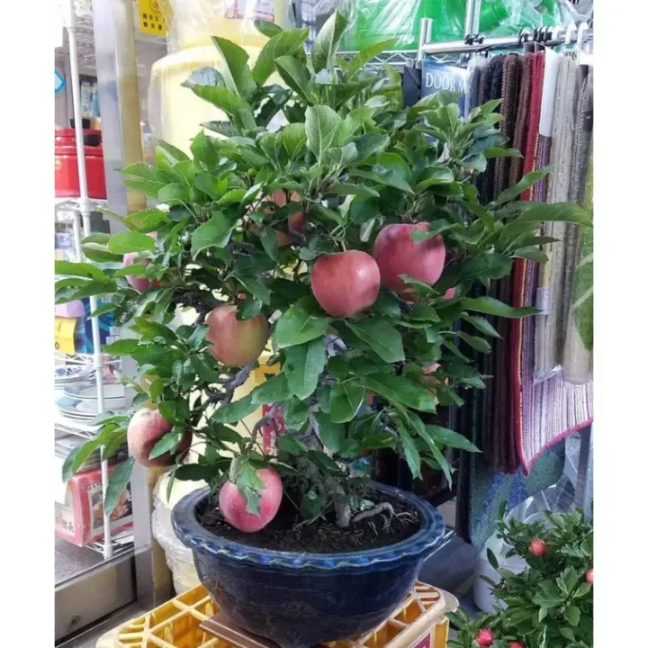 bibit apel merah fuji cangkok siap berbuah | Lazada Indonesia