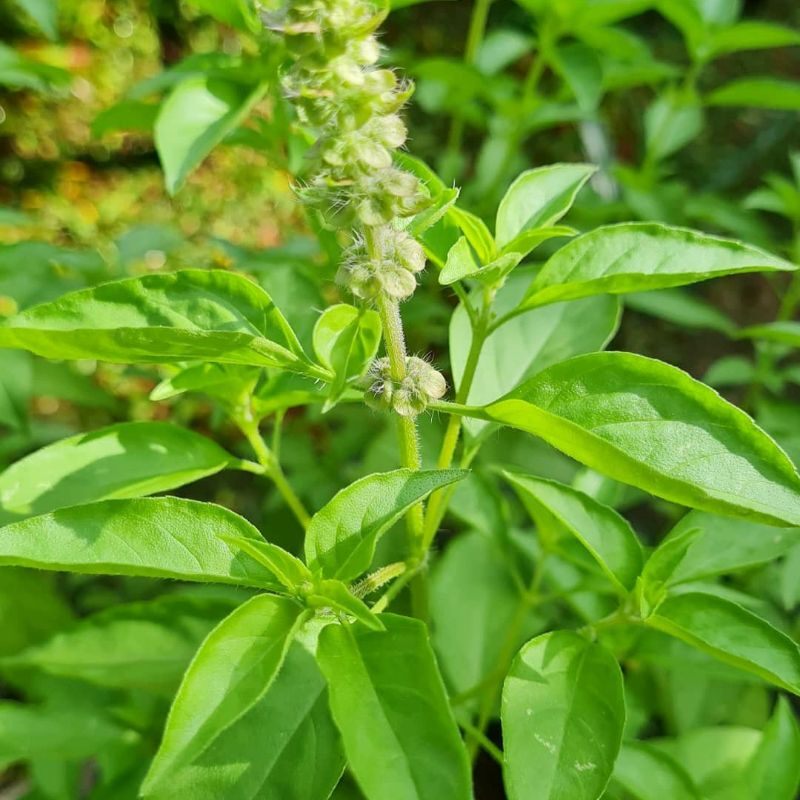 Tanaman Kemangi/Pohon Daun Kemangi | Lazada Indonesia