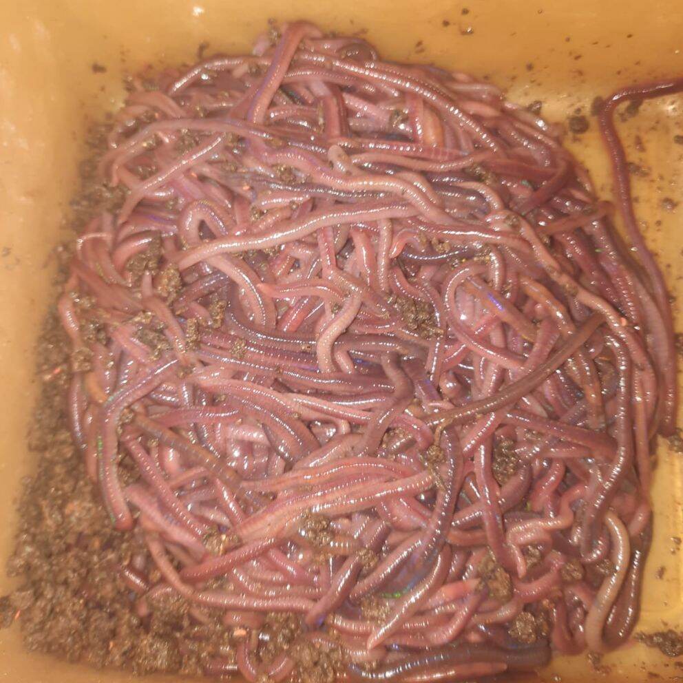Cacing ANC Untuk Pakan Ternak, Unggas & Ikan | Lazada Indonesia