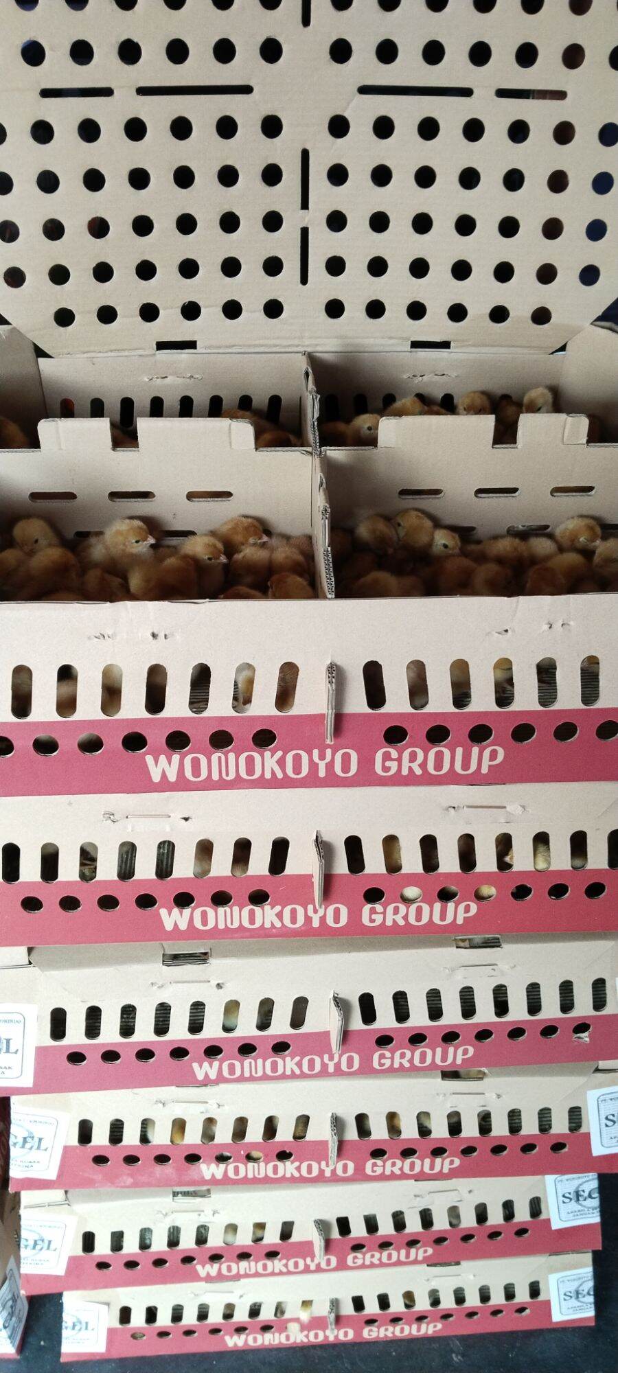 doc layer petelur | Lazada Indonesia