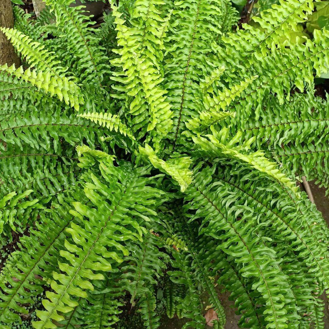 tanaman hias pakis kelabang | Lazada Indonesia