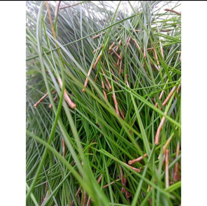 Daun Pinus asli Segar 1kg Obat Stroke | Lazada Indonesia