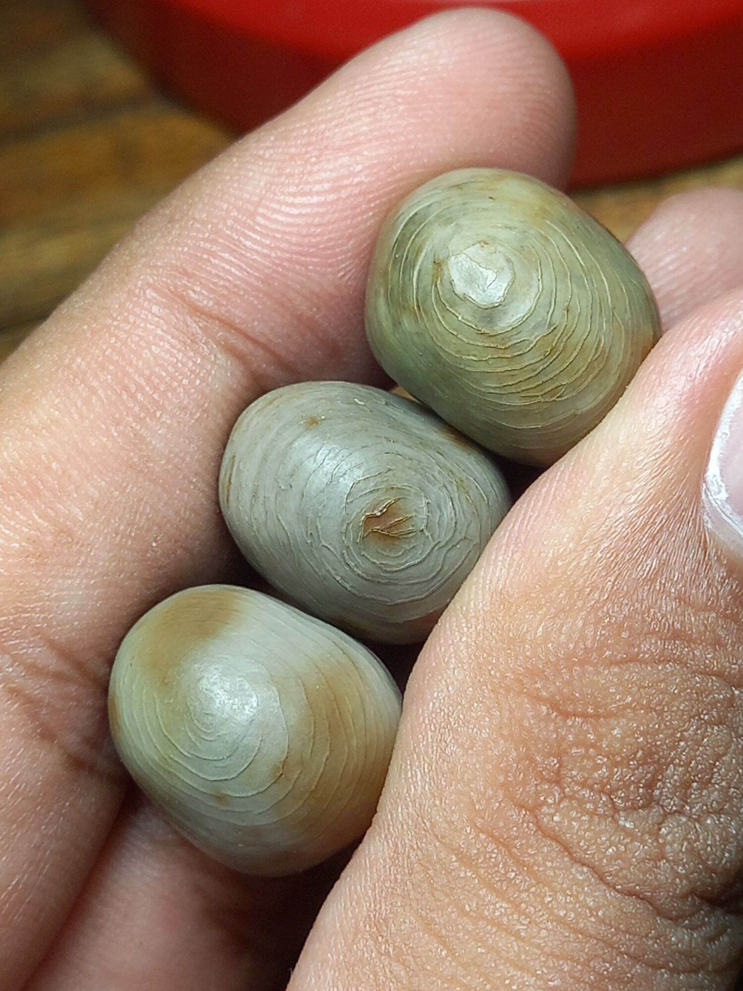 batu buah bambu puser bumi istimewa 3pc dan koclak | Lazada Indonesia