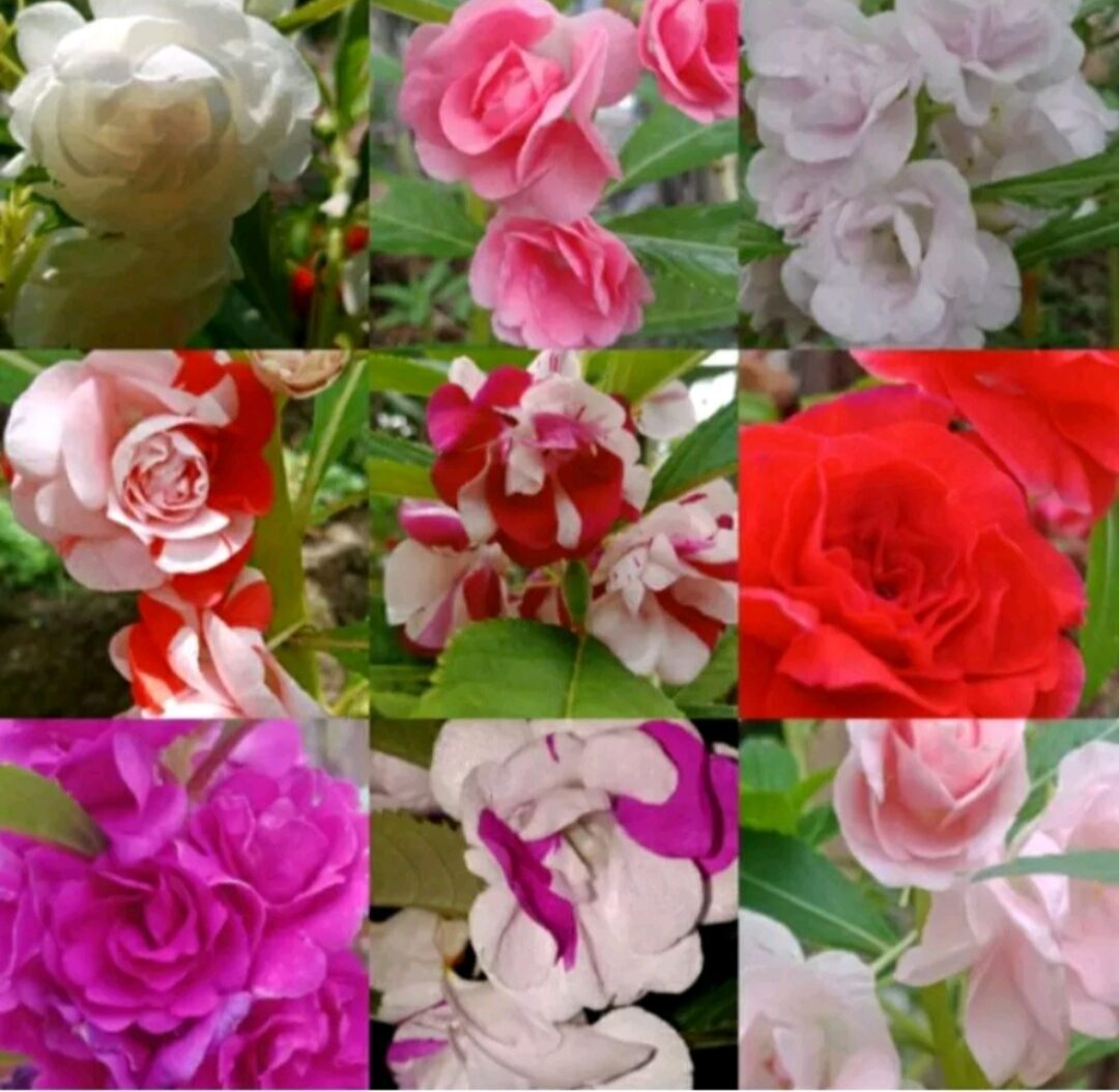 Biji Bunga Pacar Air Tumpuk 150 Benih Mix / Benih Bunga Pacar Banyu ...