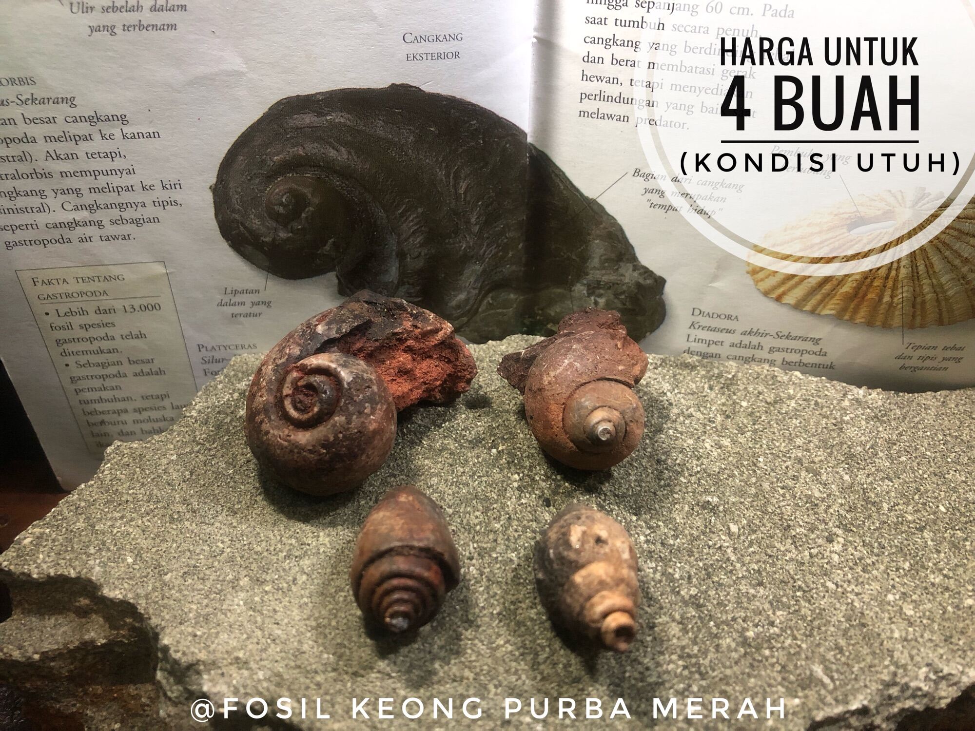 Fosil Keong Merah Purba Natural B50 atau Fosil Kerang Langka atau ...
