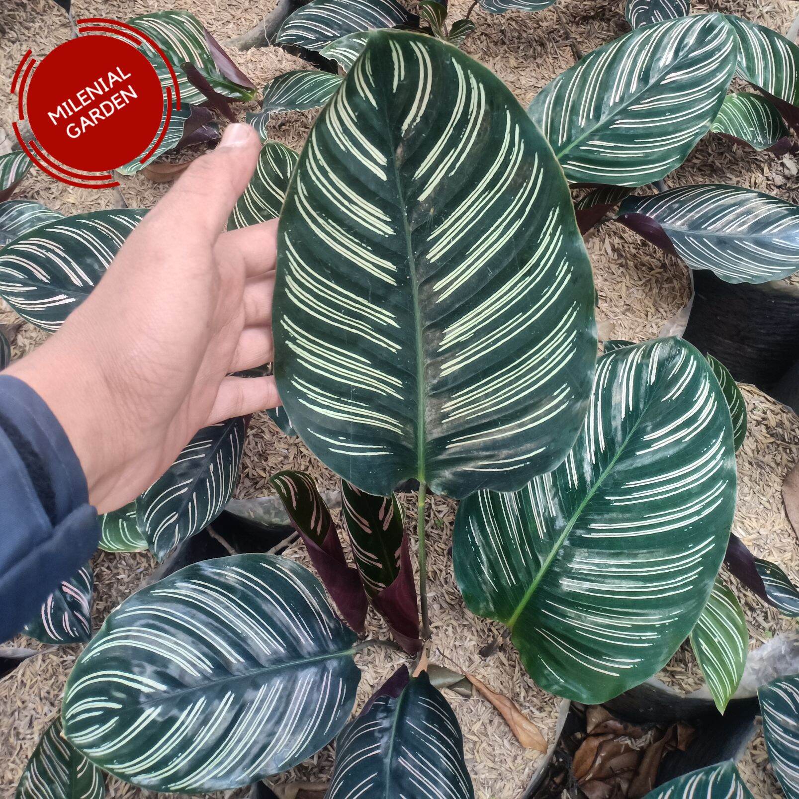 TANAMAN HIAS CALATHEA ORNATA BATIK SURI TANAMAN INDOR | Lazada Indonesia