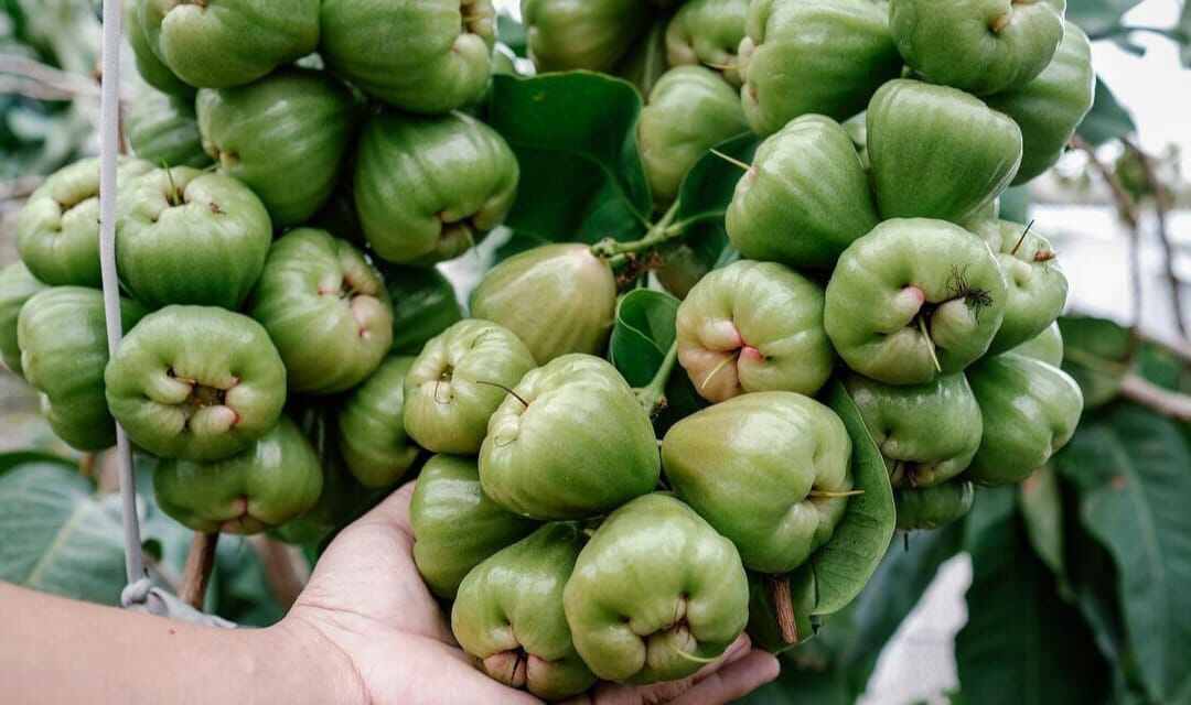 bibit jambu air merah super unggul | Lazada Indonesia