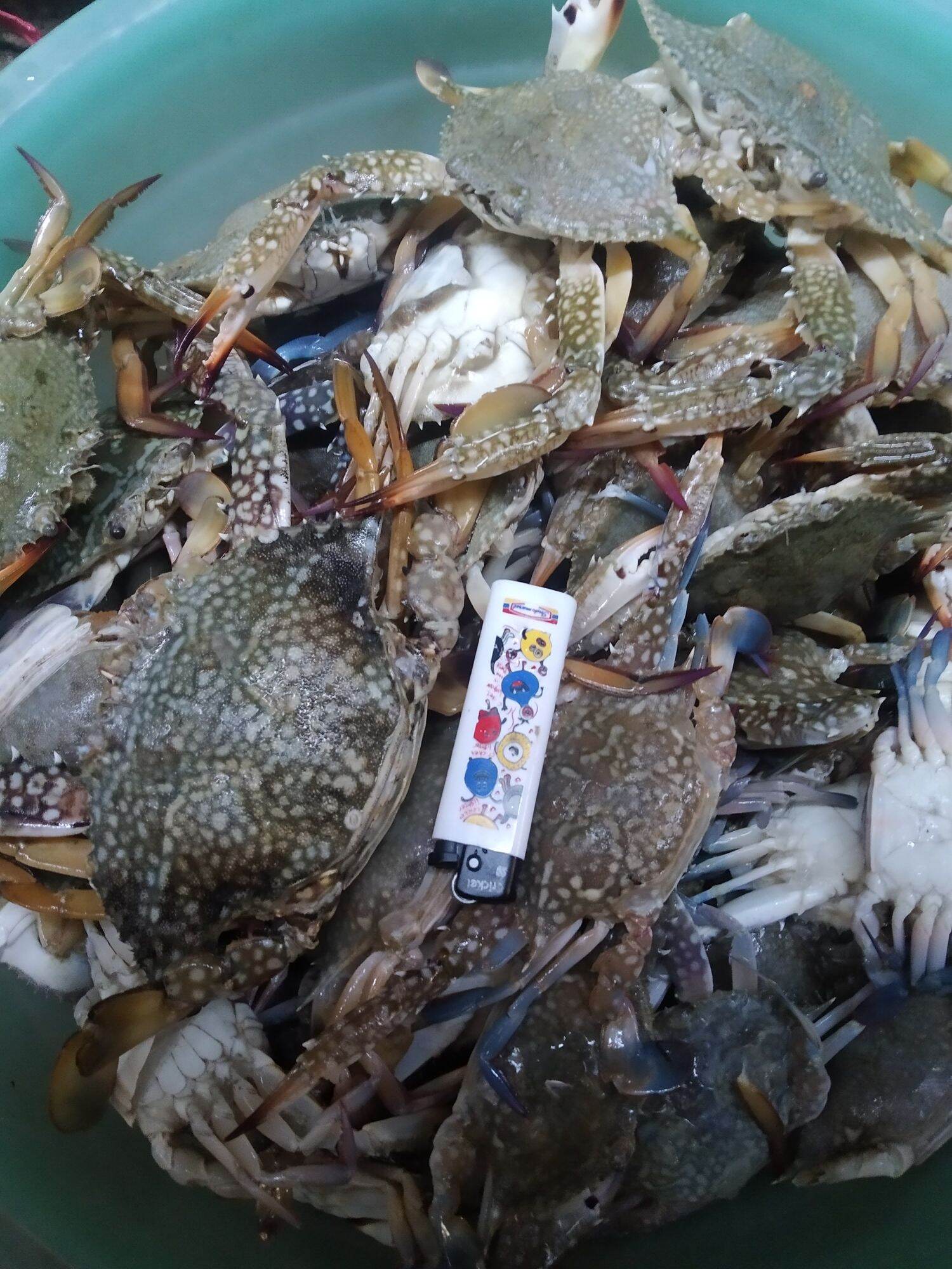 Rajungan 8-10 ekor perkg | Lazada Indonesia