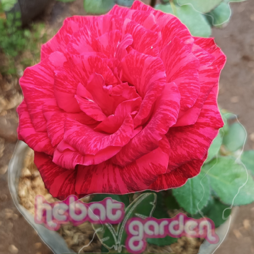 BUNGA MAWAR BATIK MALIBU - BATIK IMPORT | Lazada Indonesia