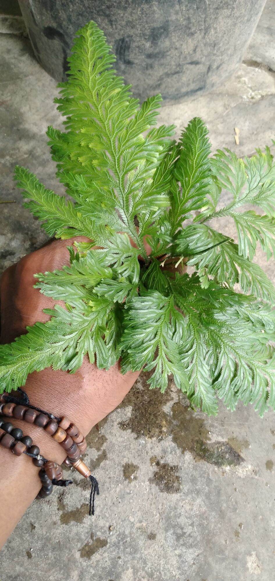 TANAMAN PAKIS EKOR BUAYA-UNTUK VERTIKAL GARDEN | Lazada Indonesia