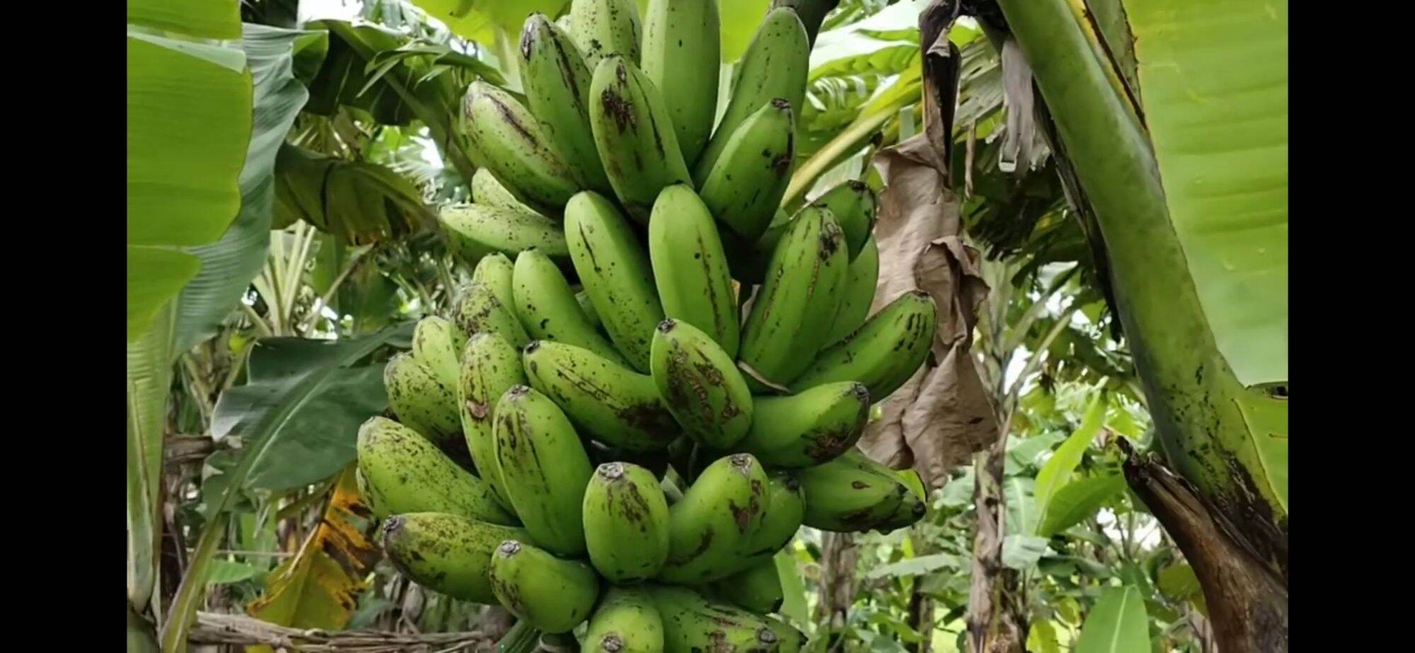 Bibit pisang barangan hijau / gembor barangan / kemurang ijo / green ...