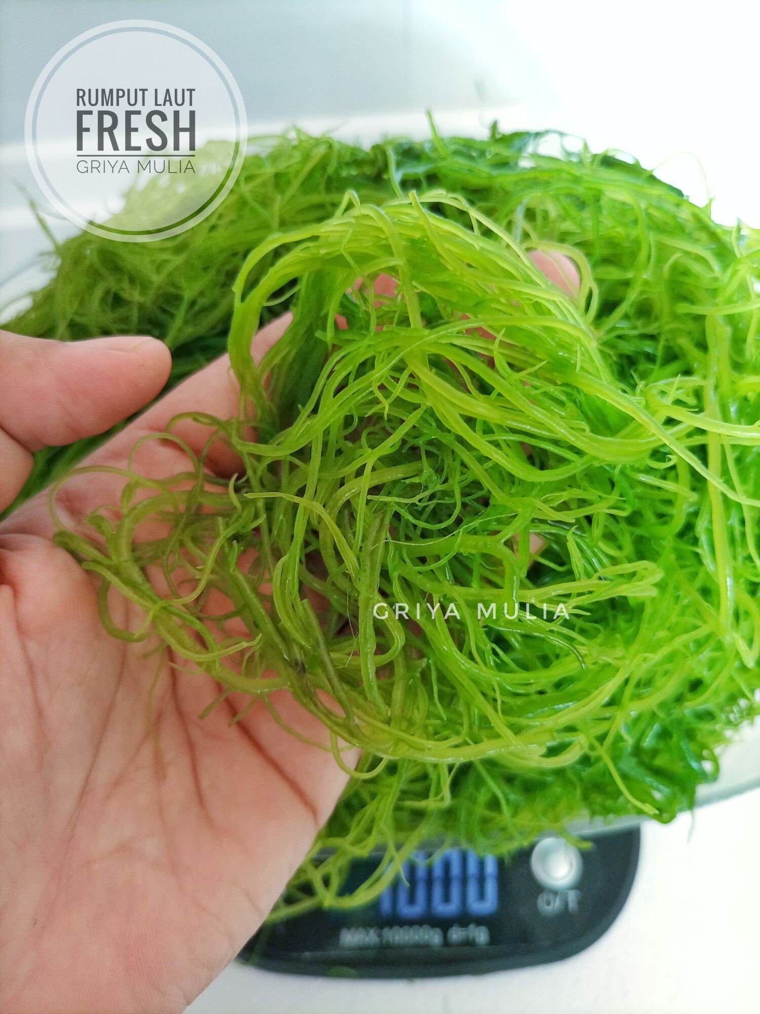 Rumput Laut segar Organik / seaweed / lambu kasang / Chuka wakame ...