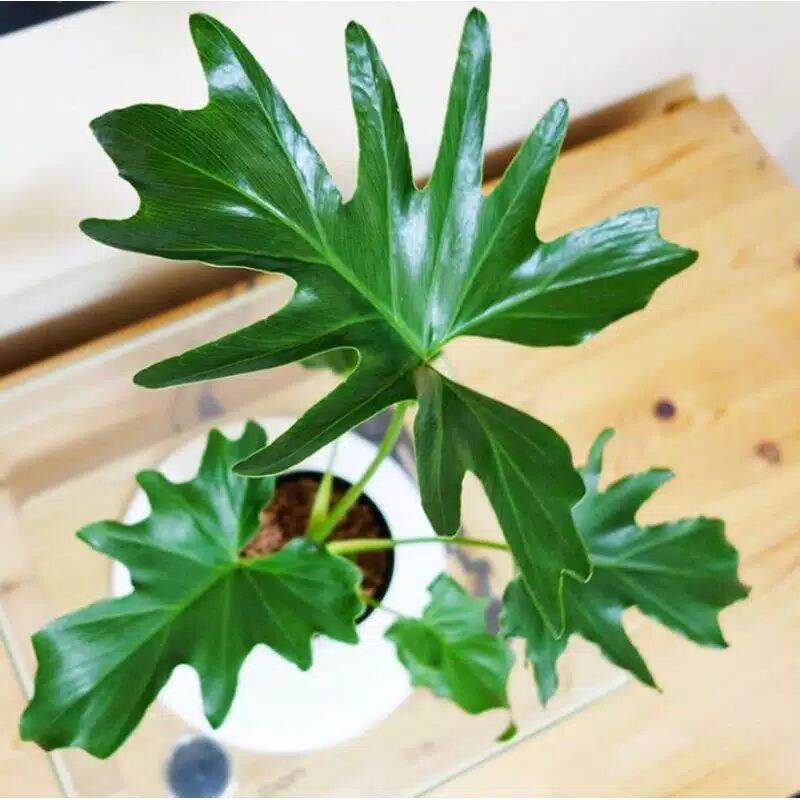 Tanaman hias bunga hidup indoor philodendron selloum/bibit taneman ...