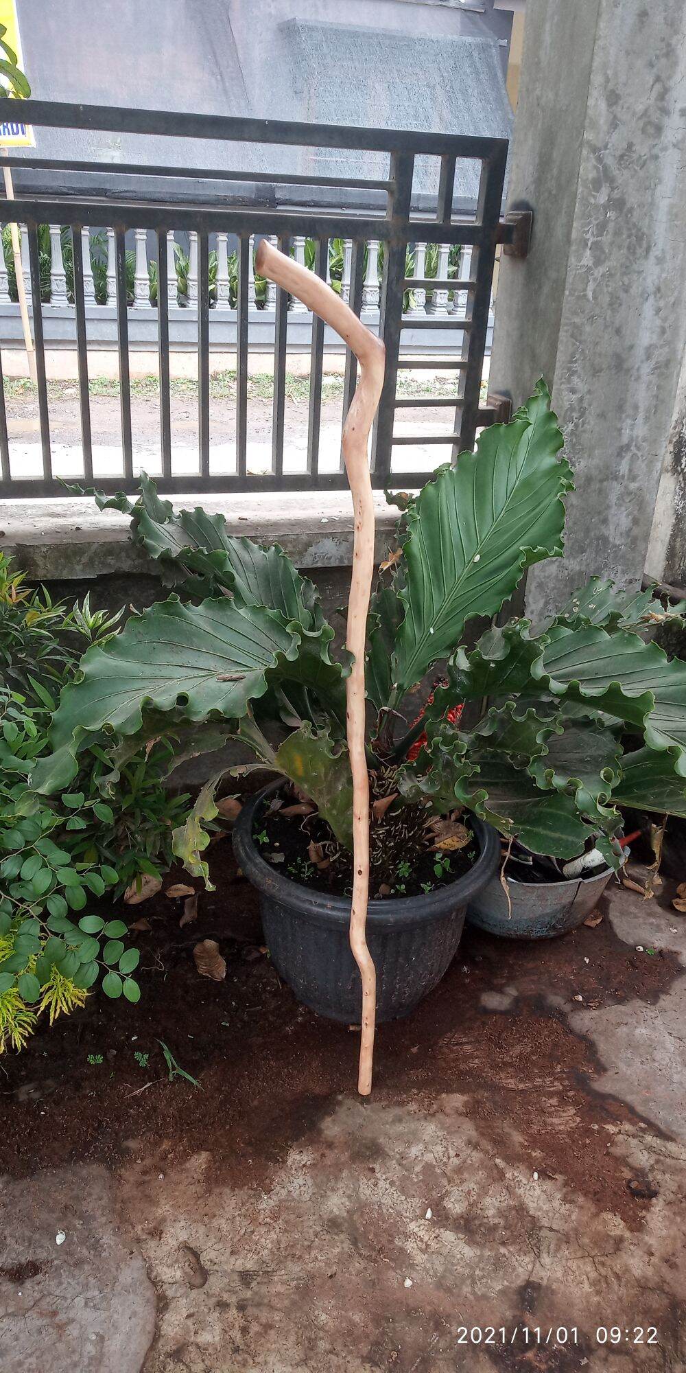 tongkat jalan kayu setigi laut mdl123 | Lazada Indonesia