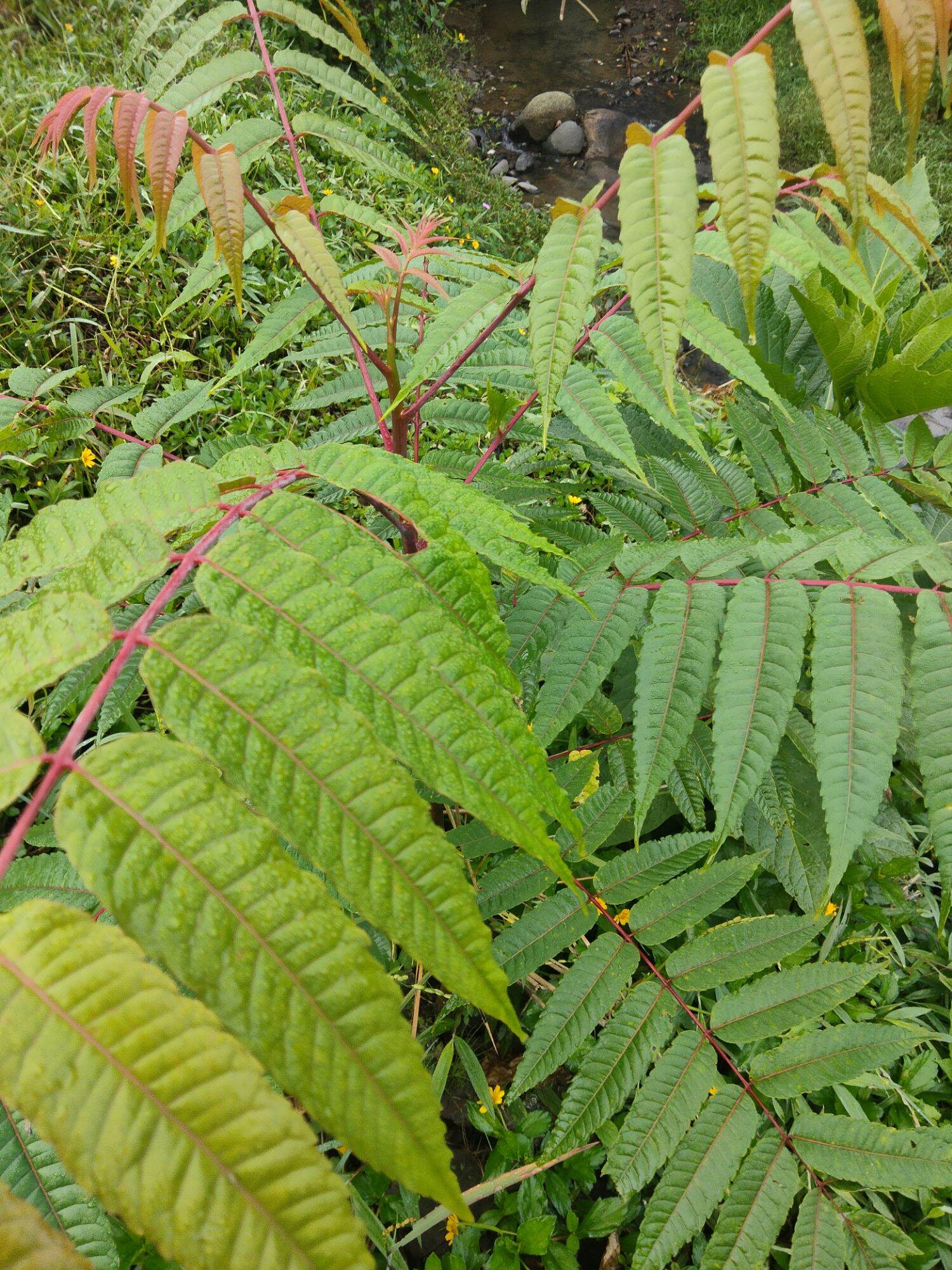 daun surian segar dipetik pasmasuk order 500 grm | Lazada Indonesia