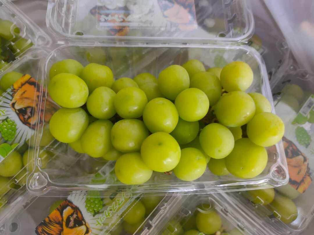 anggur muscat 500gr per pack | Lazada Indonesia
