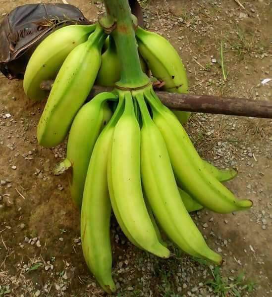 Pisang Tanduk, Bibit Pisang Tanduk, Jual Bibit Pisang Tanduk | Lazada ...