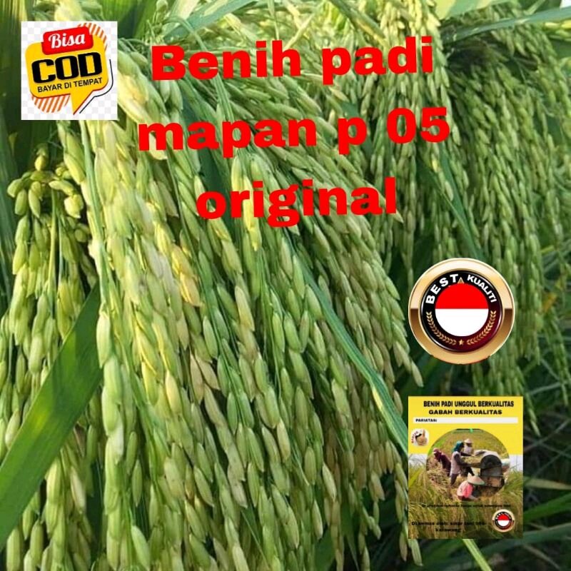 benih padi mapan p 05 kemasan 1kg | Lazada Indonesia