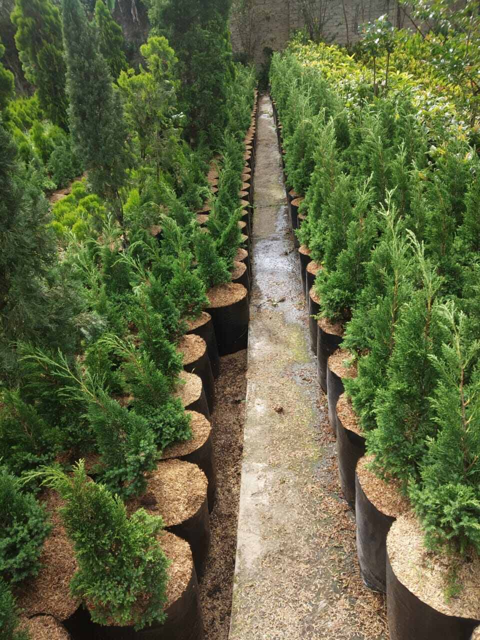 Cemara Pua Pua Tinggi 1 Meter Keatas | Lazada Indonesia