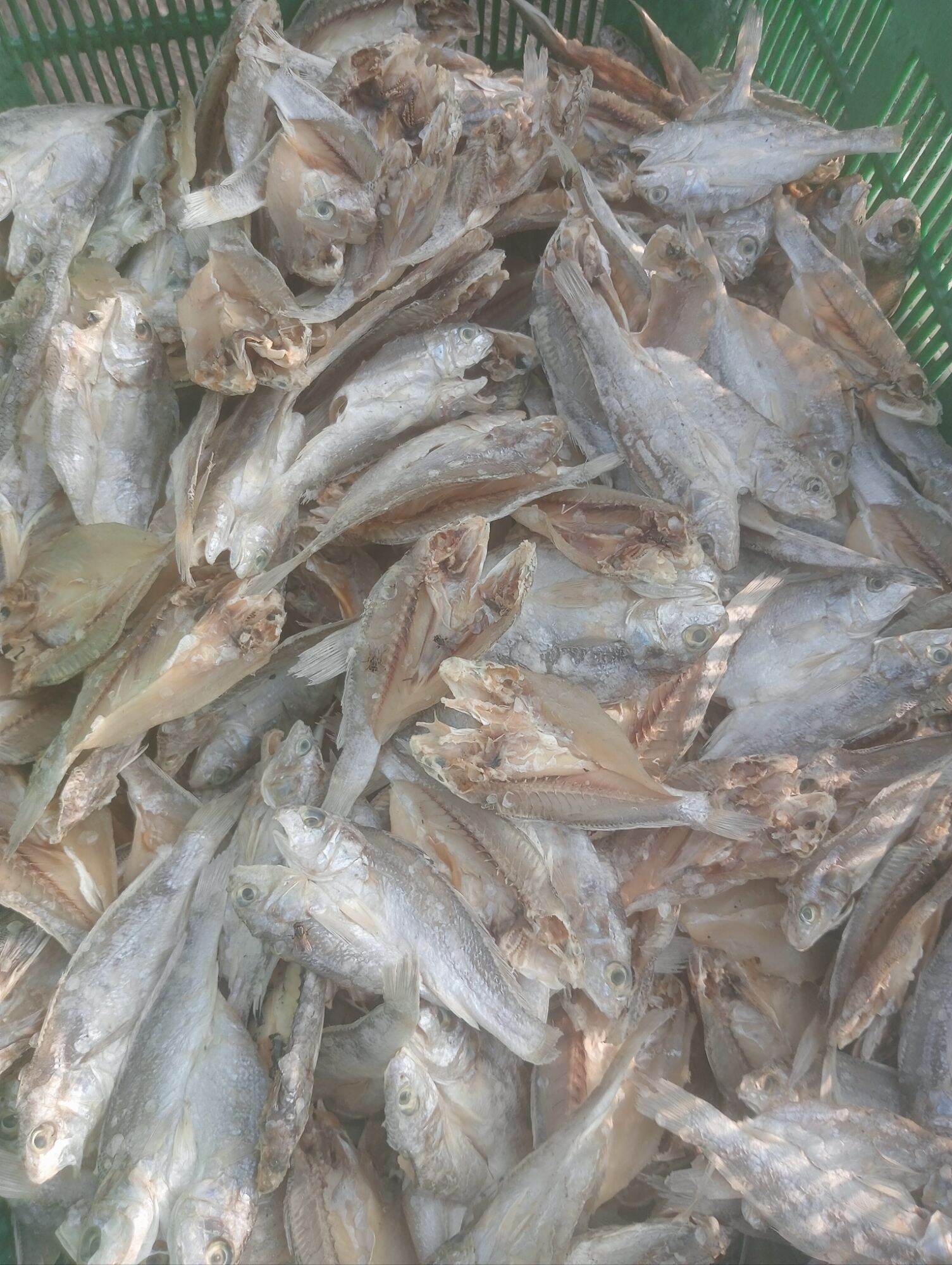 ikan asin samge belah 1kg | Lazada Indonesia