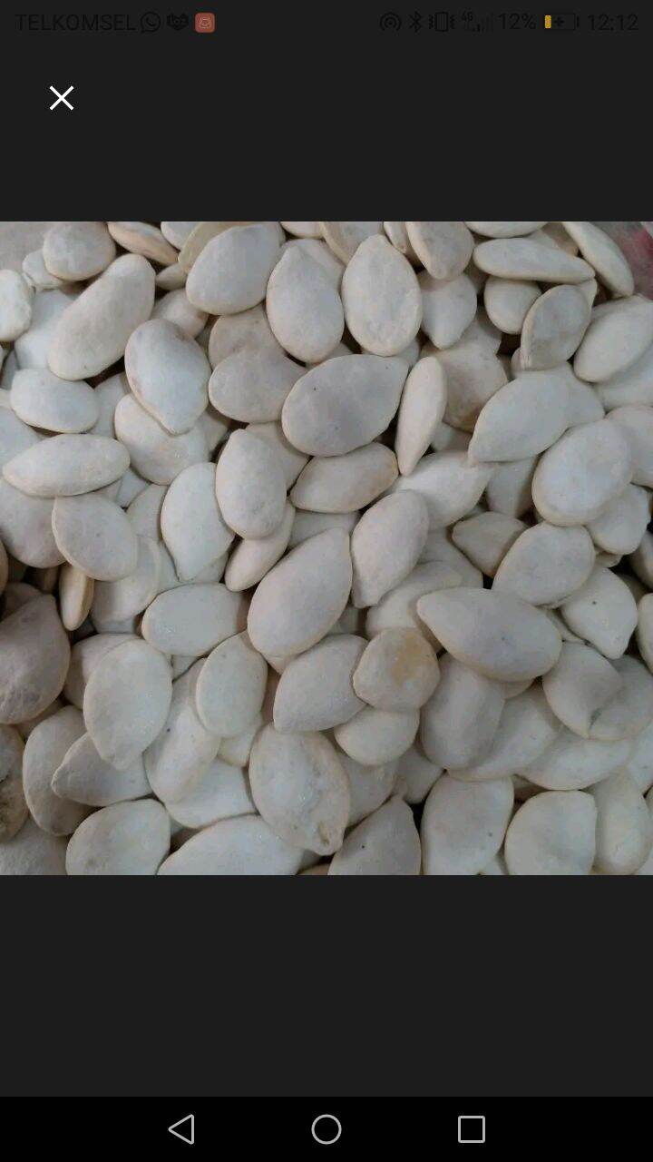 KUACI REBO MATAHARI // KUACI PUTIH | Lazada Indonesia