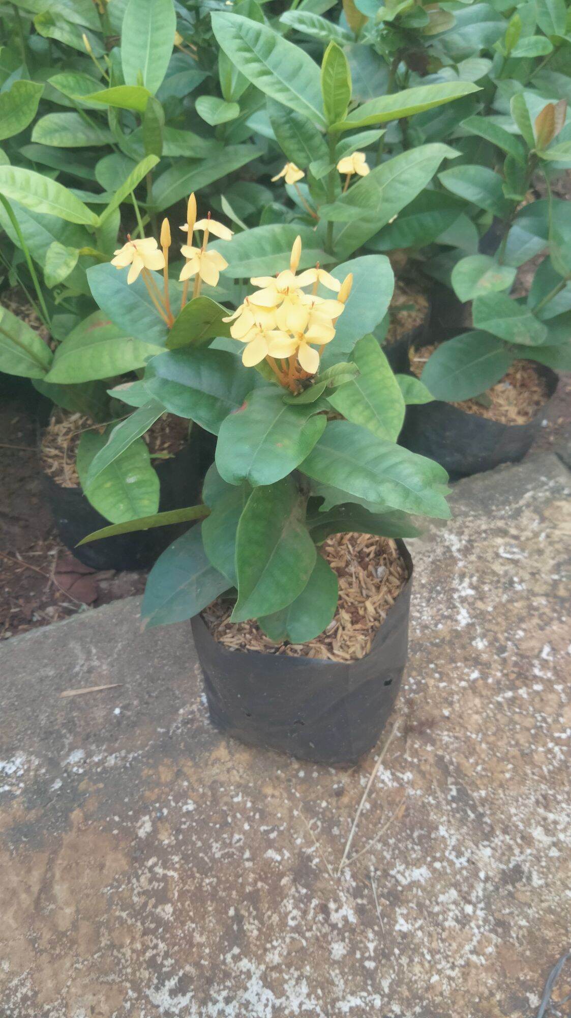 Tanaman Hias Asoka kuning.MURAH | Lazada Indonesia