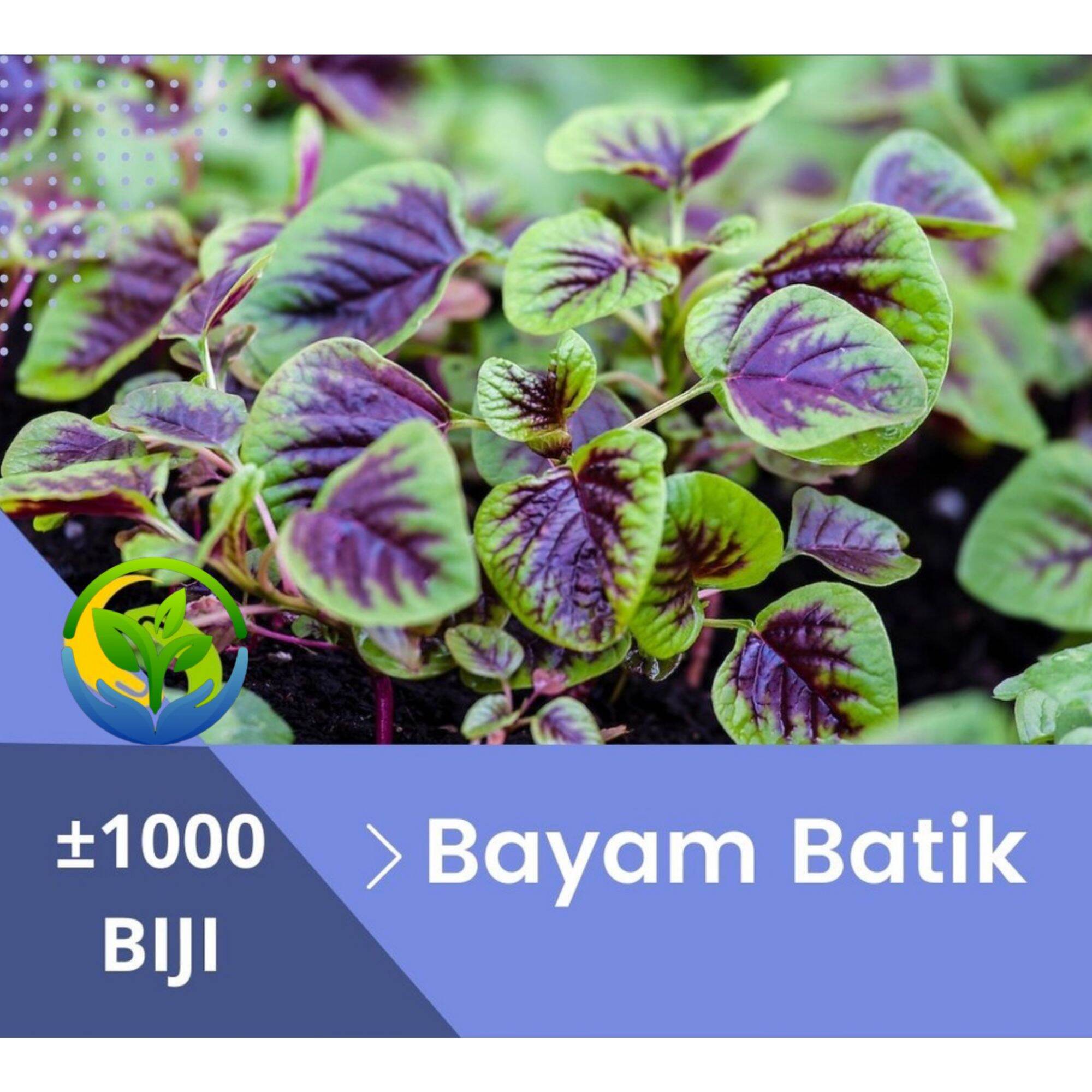 Biji Benih Bayam Batik Siap Tanam Biji Bayam Batik Repack | Lazada Indonesia