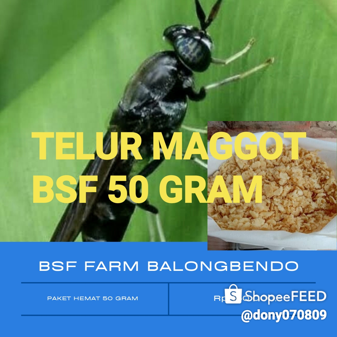 Telur maggot bsf 50 gram | Lazada Indonesia